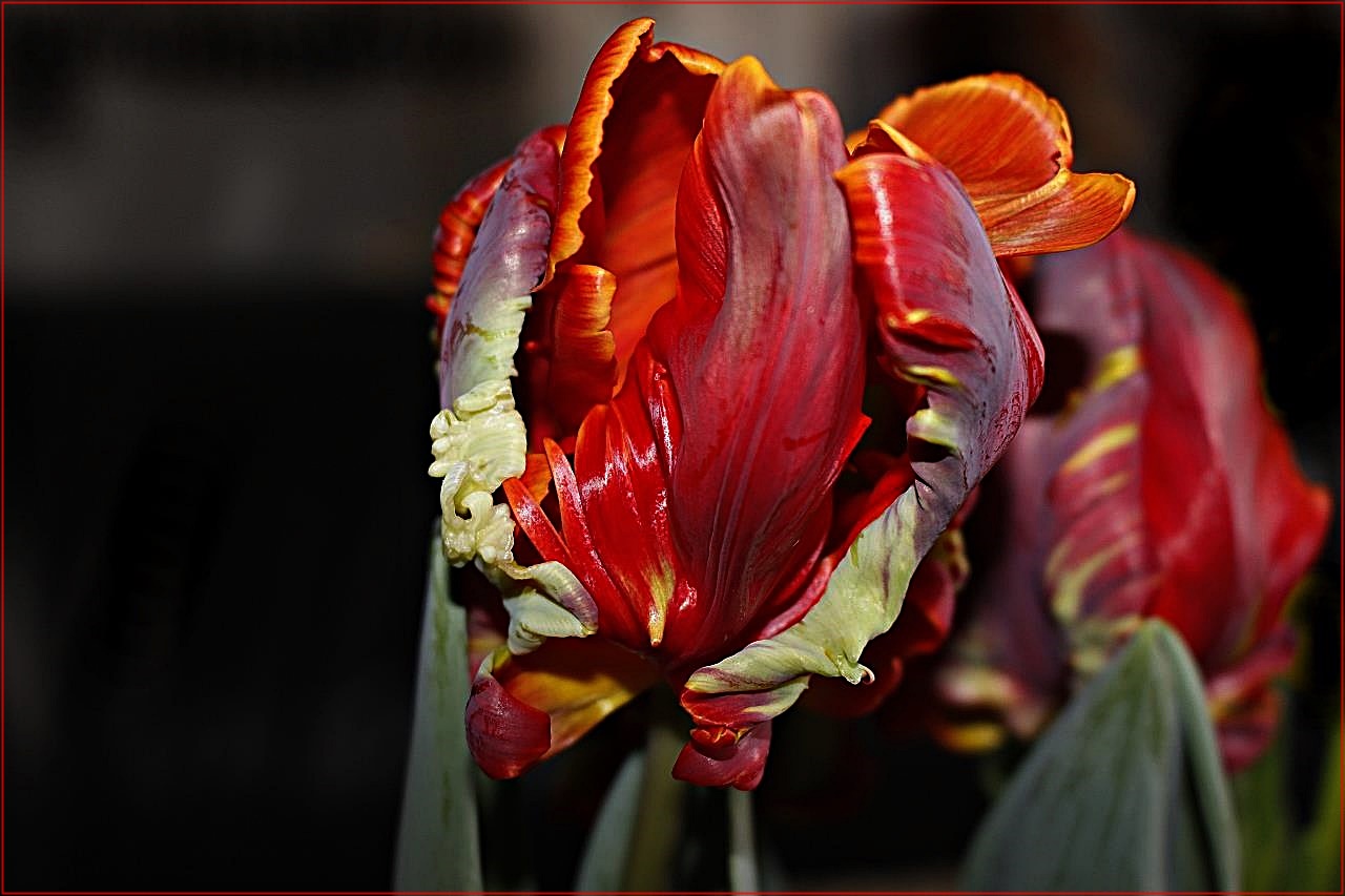 " Rokoko " Foto & Bild | pflanzen, pilze & flechten, blüten ...