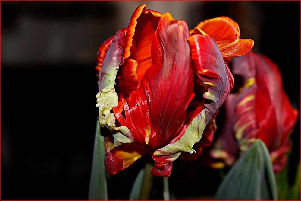 " Rokoko " Foto & Bild | pflanzen, pilze & flechten, blüten- & kleinpflanzen, tulpen Bilder auf ...