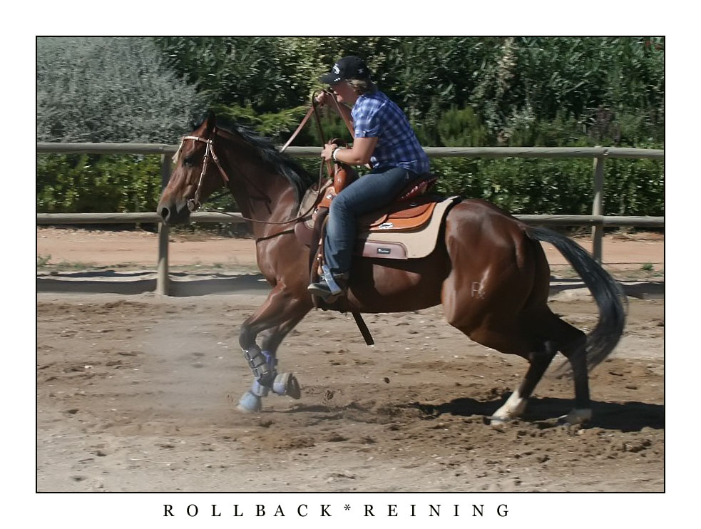 Rollback*Reining Foto & Bild | animales, animales domésticos ...