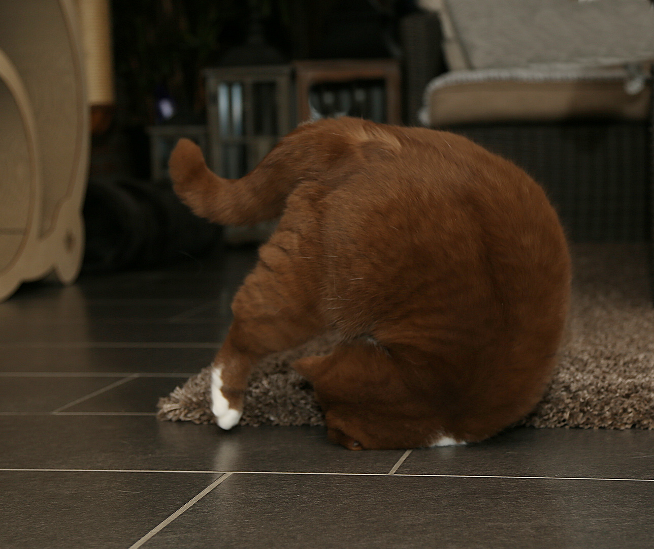 ***Rollmops*** Foto & Bild | coonies Bilder auf fotocommunity