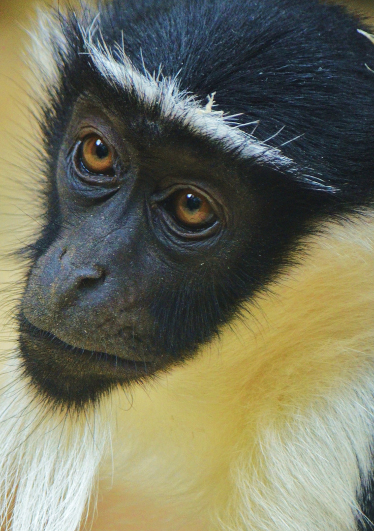 Roloway Meerkatze Foto & Bild | tiere, zoo, wildpark & falknerei ...