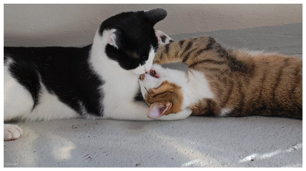 Romantischer Kuss Foto & Bild | tiere, haustiere, katzen Bilder auf fotocommunity