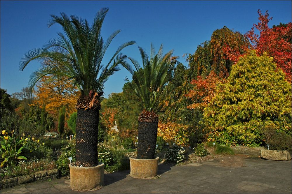 Rombergpark Dortmund Foto & Bild | Bilder auf fotocommunity