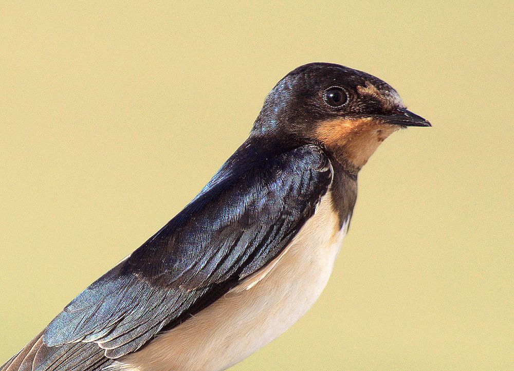 Rondine... Foto % Immagini| ritratto, natura, luce Foto su fotocommunity