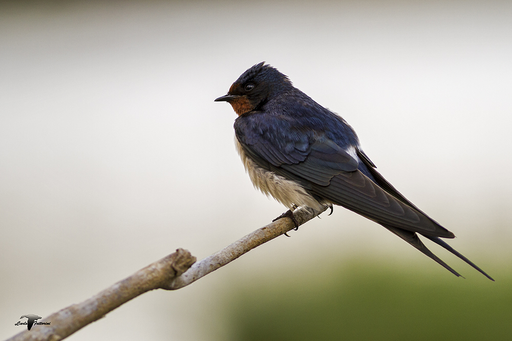 rondine Foto % Immagini| animali, uccelli allo stato libero, animali ...