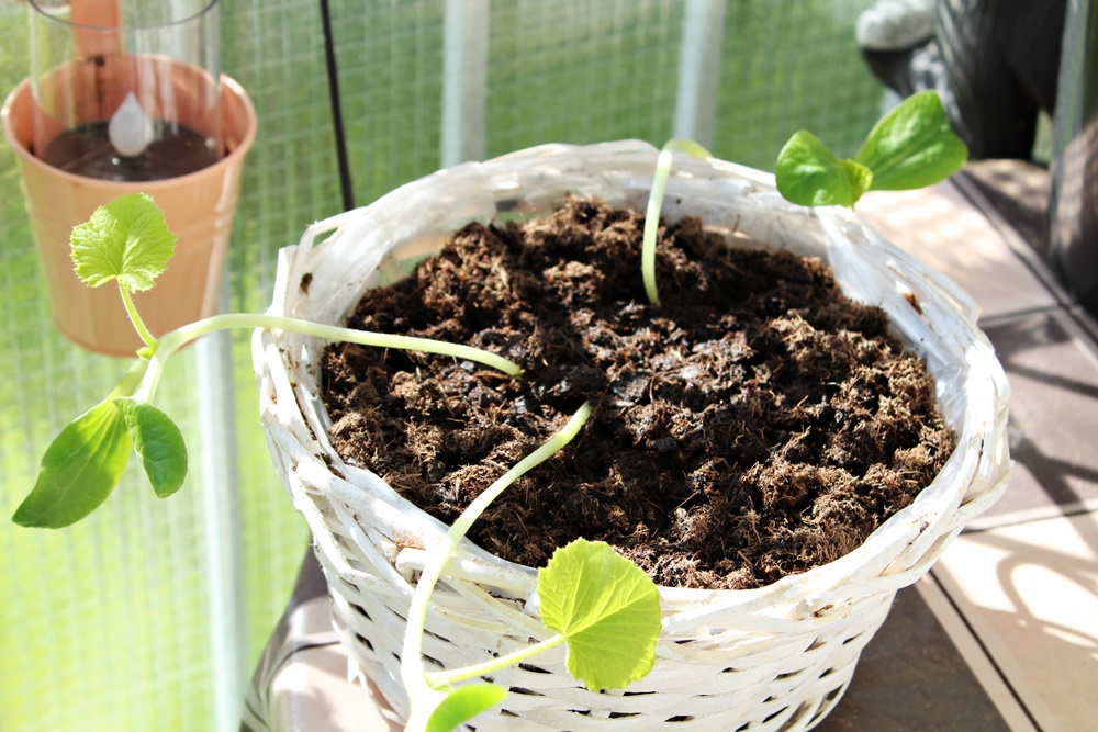 RONDINI--ZUCCHINI Pflanzen. Foto & Bild | pflanzen, pilze & flechten ...