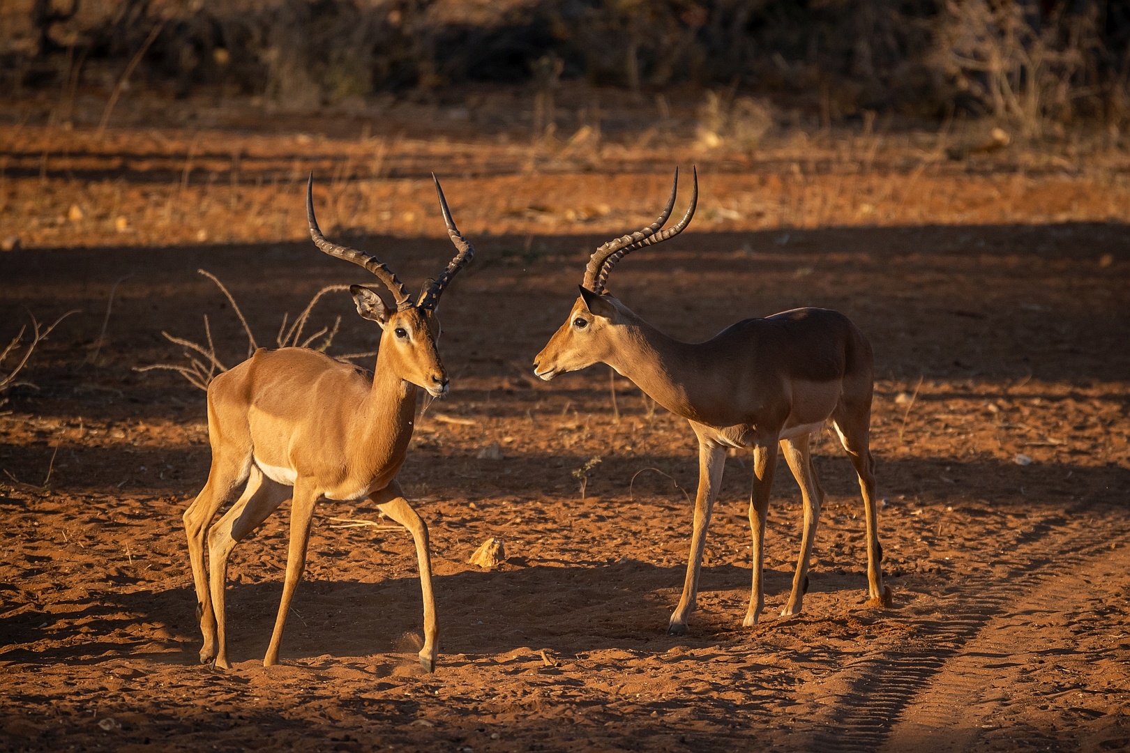 Rooibok Foto & Bild | world, natur, namibia Bilder auf fotocommunity