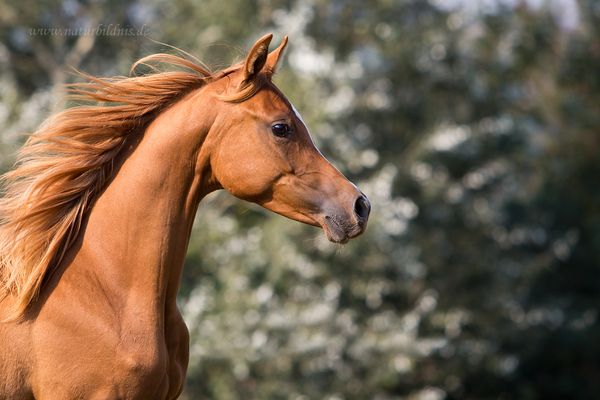 Araber-pferde-fuchs Fotos & Bilder auf fotocommunity