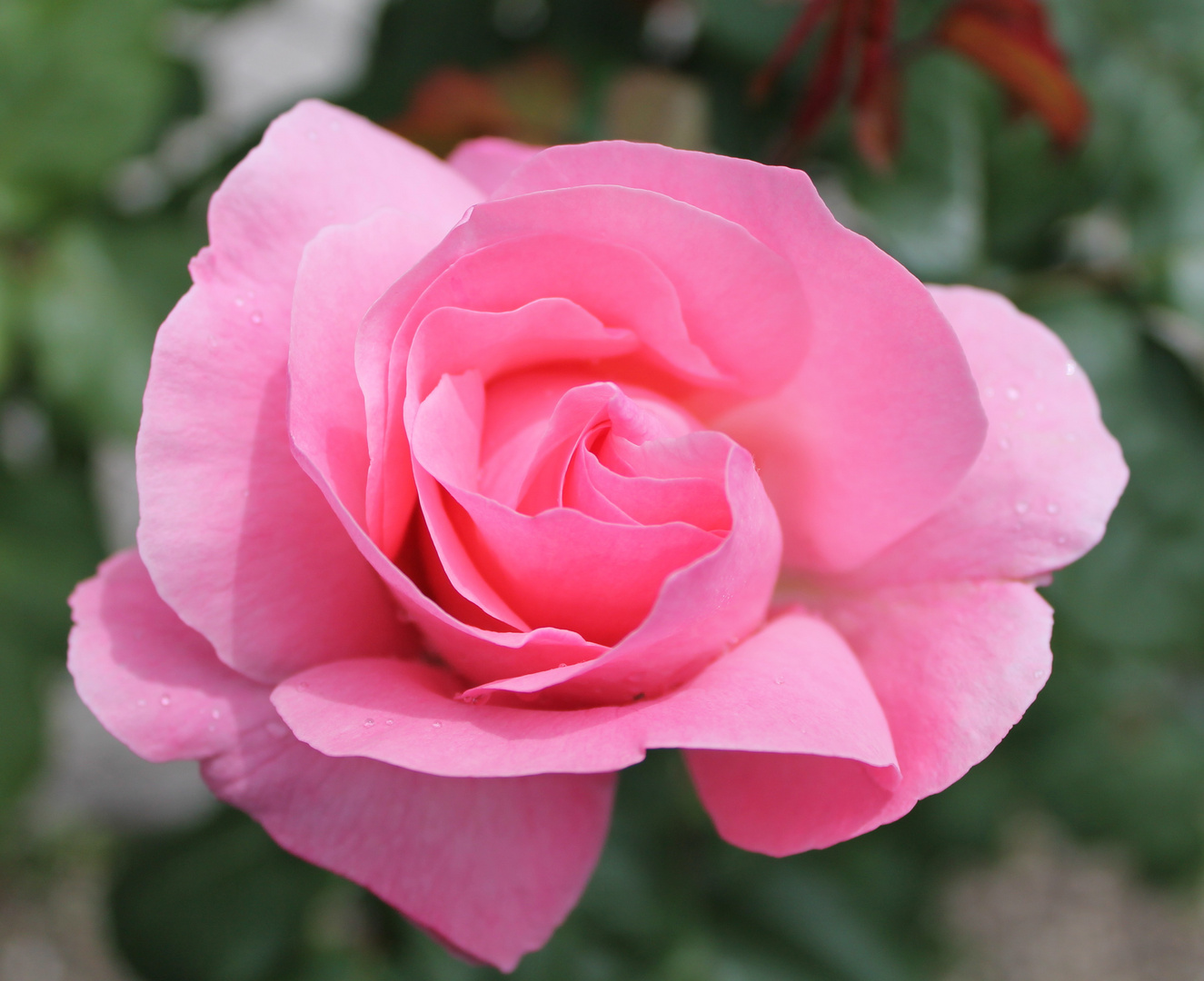 rosa Foto % Immagini| piante, fiori e funghi, natura Foto su fotocommunity