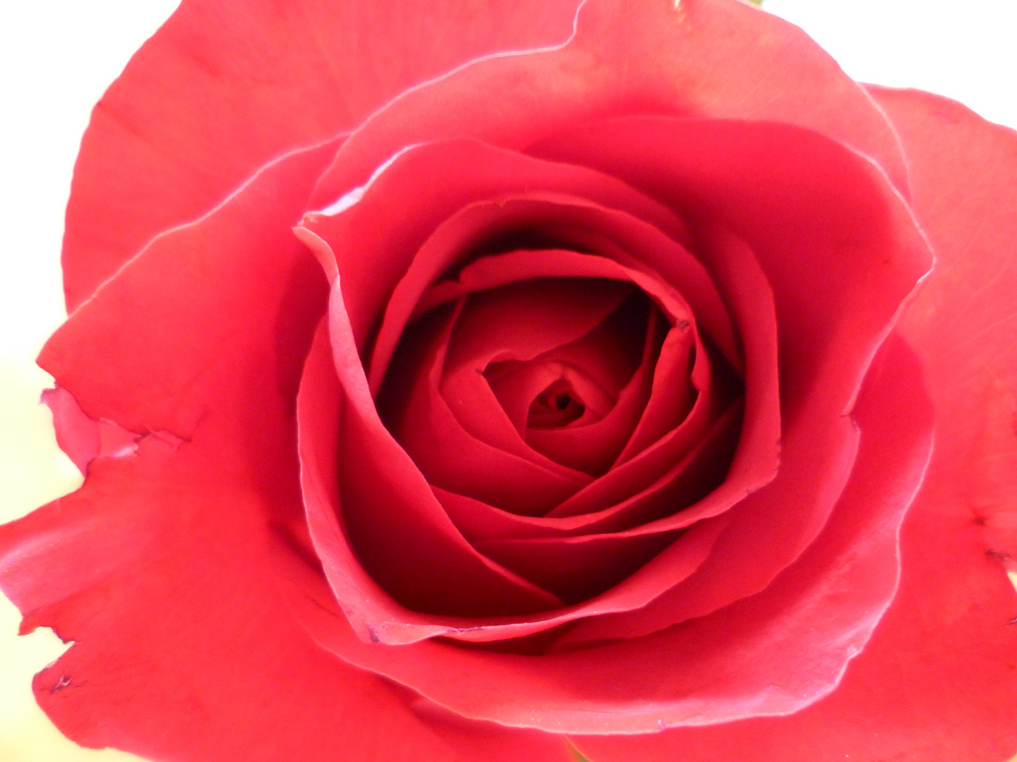 rosa Imagen & Foto | plantas, flores, naturaleza Fotos de fotocommunity