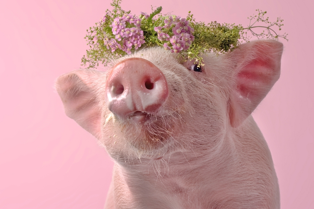 Rosa.... Foto & Bild | tiere, tierkinder, homepage Bilder auf fotocommunity