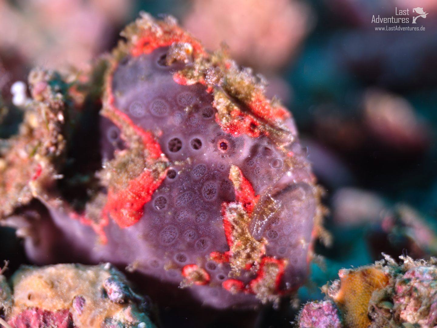Rosa Anglerfisch - pink frogfish Foto & Bild | nature, makro, meer ...