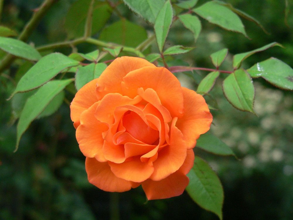 Rosa arancio - fascino Foto % Immagini| piante, fiori e funghi, natura ...