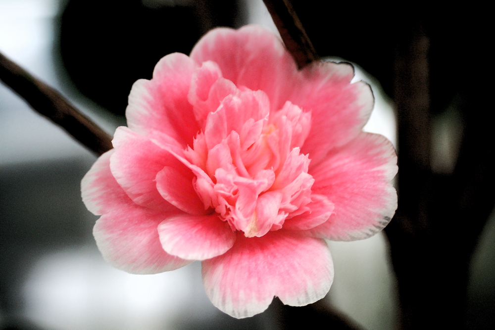 rosa Blüte Foto & Bild | pflanzen, pilze & flechten, blüten ...