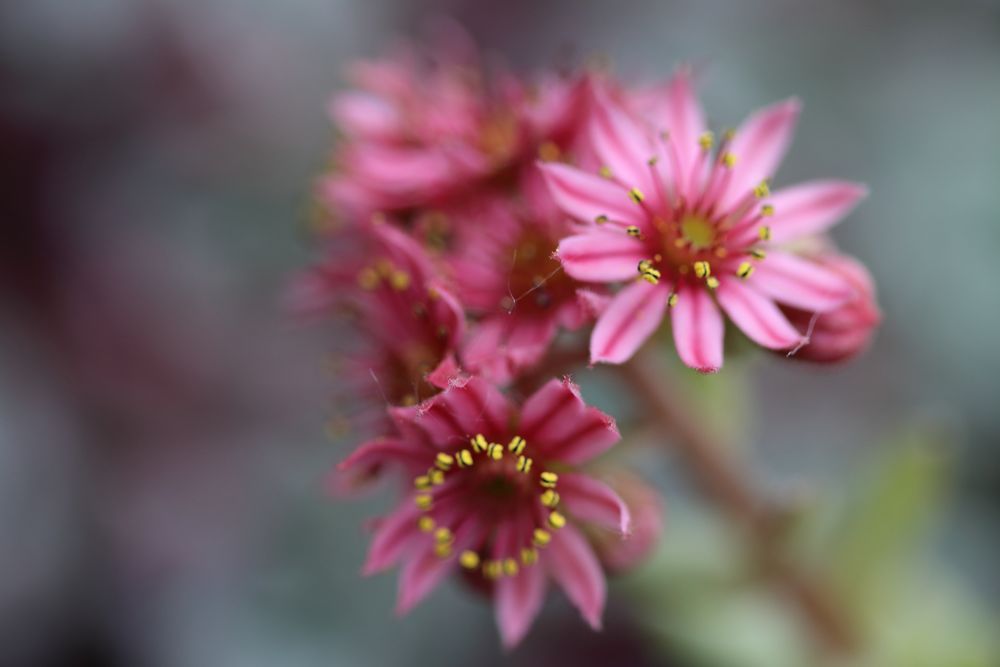 Rosa Blüte Foto & Bild | pflanzen, pilze & flechten, blüten ...