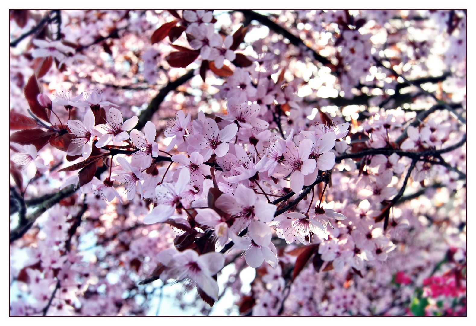 rosa Blüten Foto & Bild | pflanzen, pilze & flechten, bäume, blatt ...