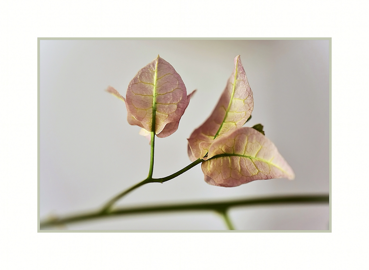 rosa Blütenblätter Foto & Bild | spezial, natur, rosa Bilder auf ...