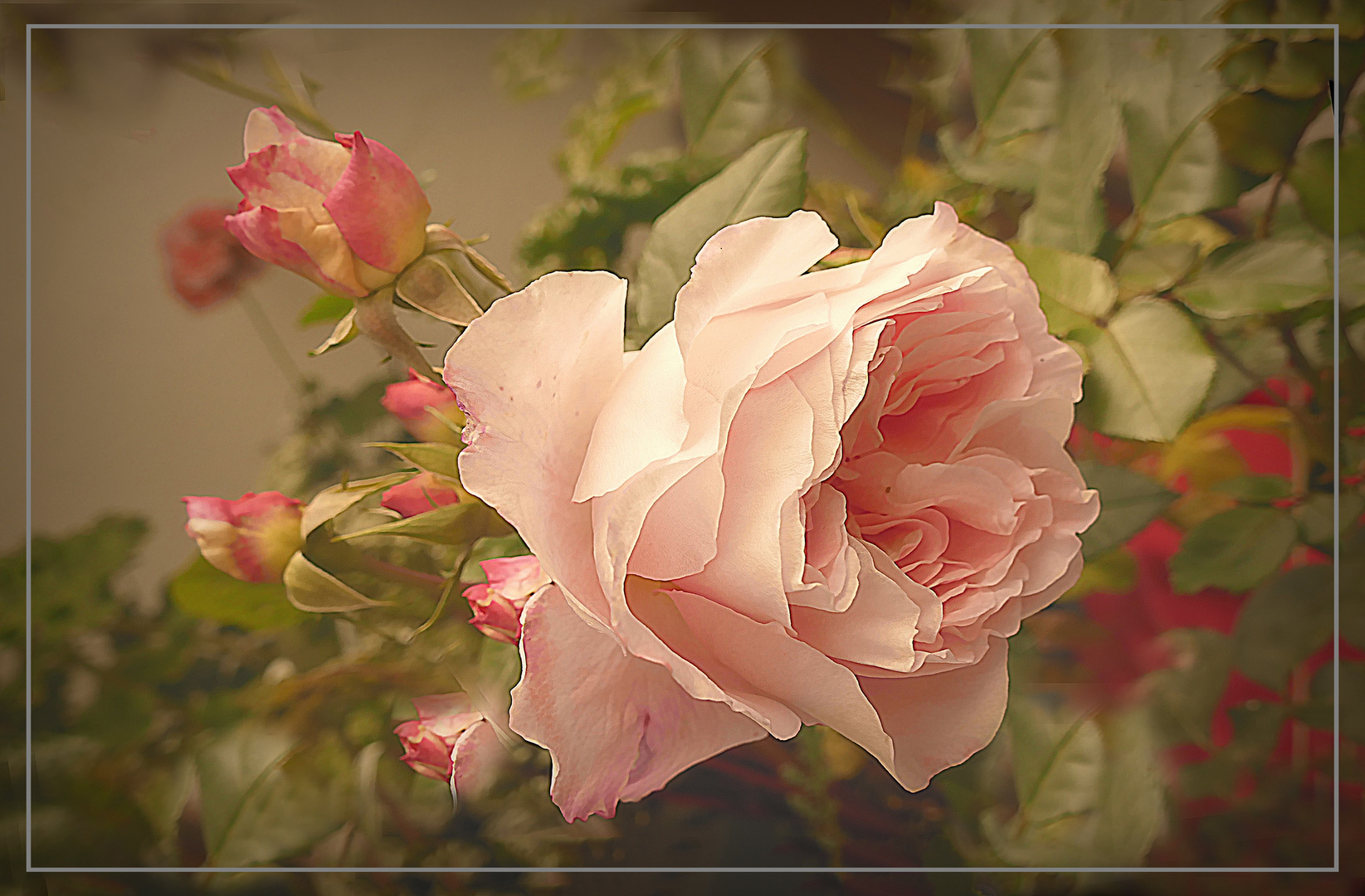 Rosa candida Foto & Bild | blumen , fotos, natur Bilder auf fotocommunity