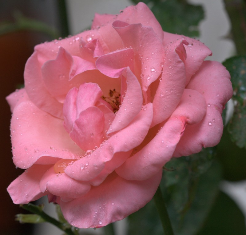 rosa con rocio Imagen & Foto | plantas, flores, naturaleza Fotos de ...