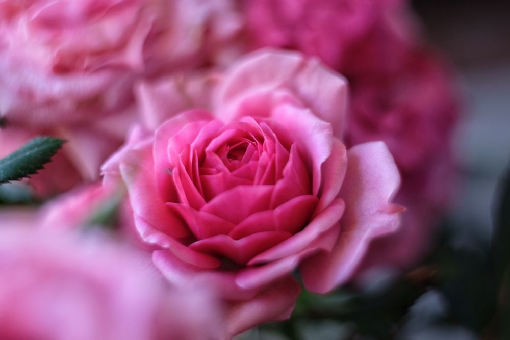 Rosa de pitimini Imagen & Foto | macrofotografía, fotos, flowers Fotos ...