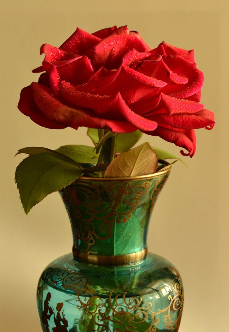 Rosa en el florero Imagen & Foto | plantas, flores, naturaleza Fotos de ...