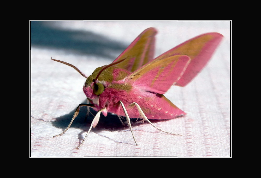 rosa Falter Foto & Bild | tiere, wildlife, schmetterlinge Bilder auf ...