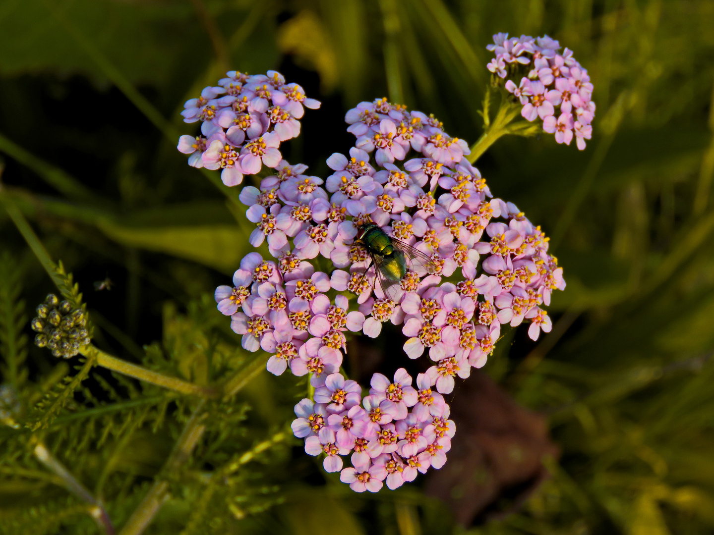 rosa Feldweg "Schafgarbe" morgens/Fliege statt Biene ;-), Foto & Bild ...