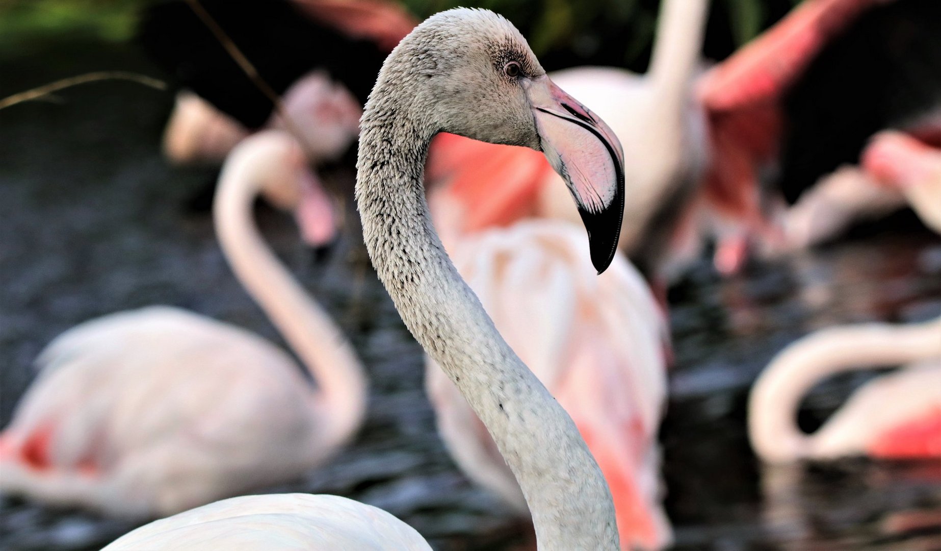 Rosa Flamingo Foto & Bild | fotos, dokumentation, sommer Bilder auf ...