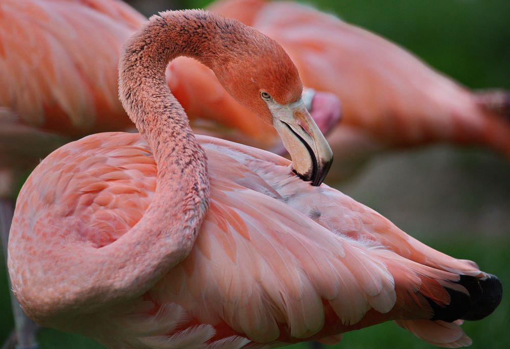Rosa Flamingos Foto & Bild | tiere, zoo, wildpark & falknerei, vögel ...
