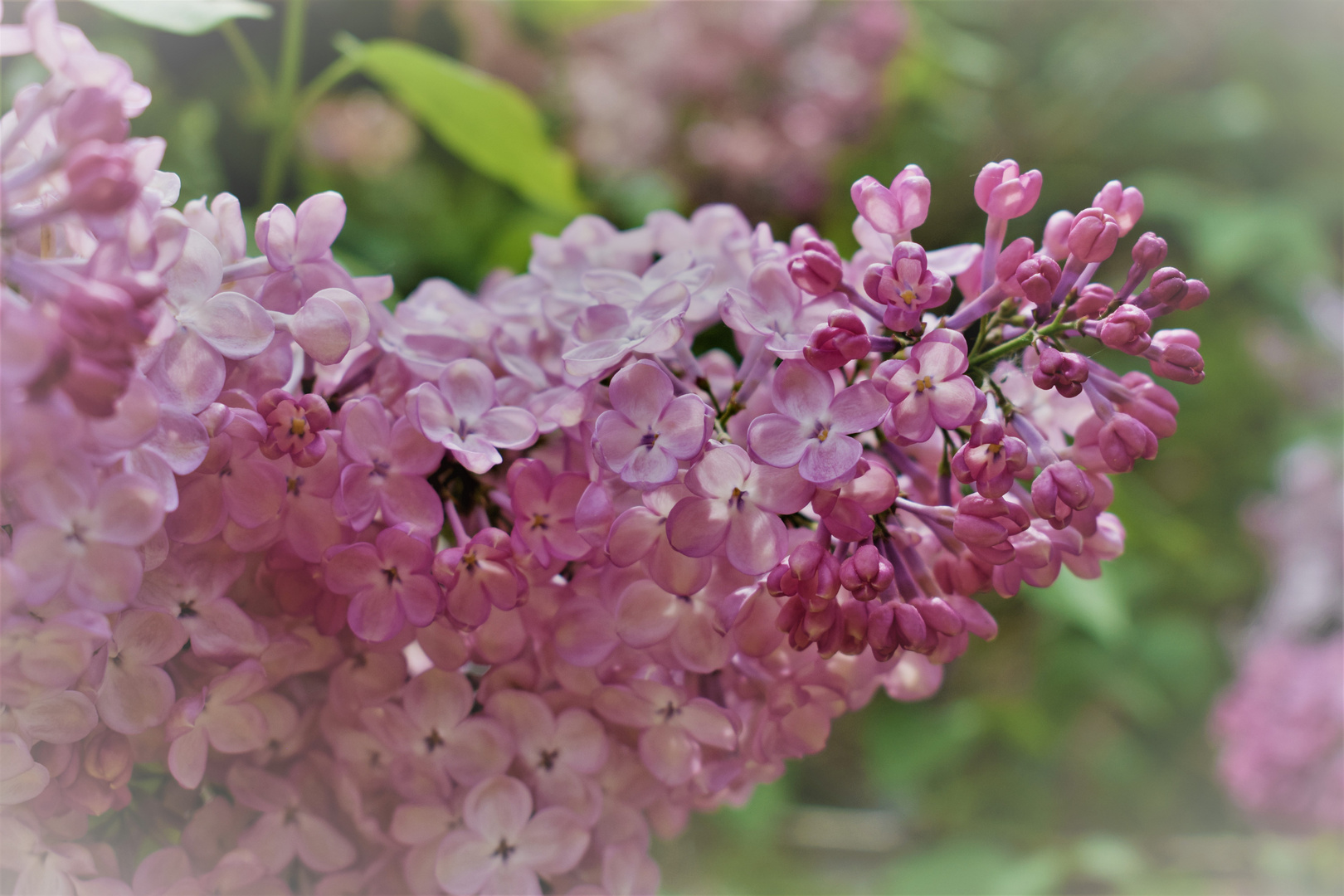 Rosa Flieder !!!! Foto & Bild | jahreszeiten, frühling, natur Bilder ...
