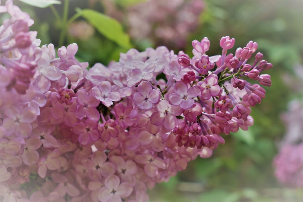 Rosa Flieder !!!! Foto & Bild | jahreszeiten, frühling, natur Bilder ...