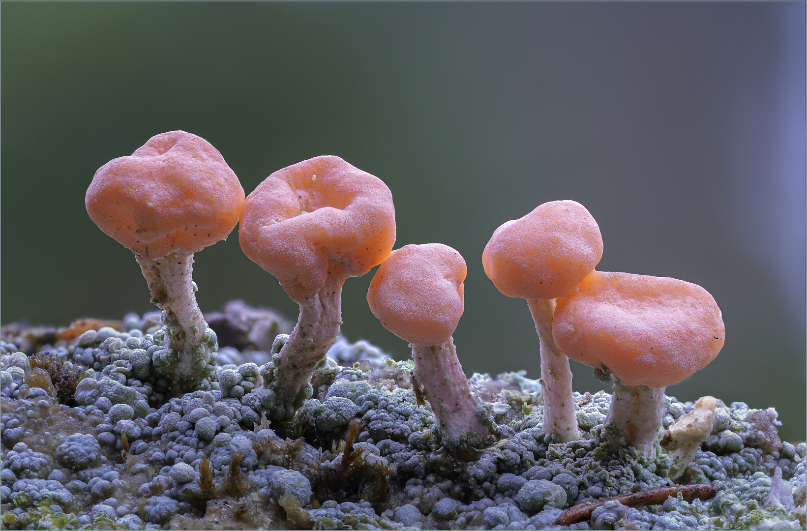 Rosa Köpfchenflechte Foto & Bild | pflanzen, pilze & flechten, pilze ...