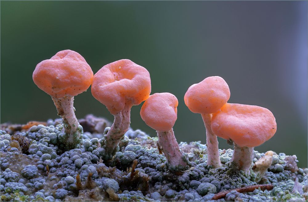 Rosa Köpfchenflechte Foto & Bild | pflanzen, pilze & flechten, pilze ...