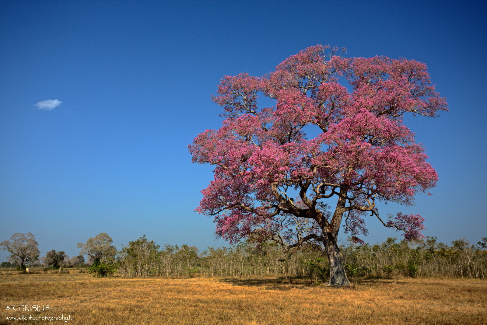 Rosa-Lapacho Baum ( Pantanal - Brasilien ) Foto & Bild | pflanzen ...