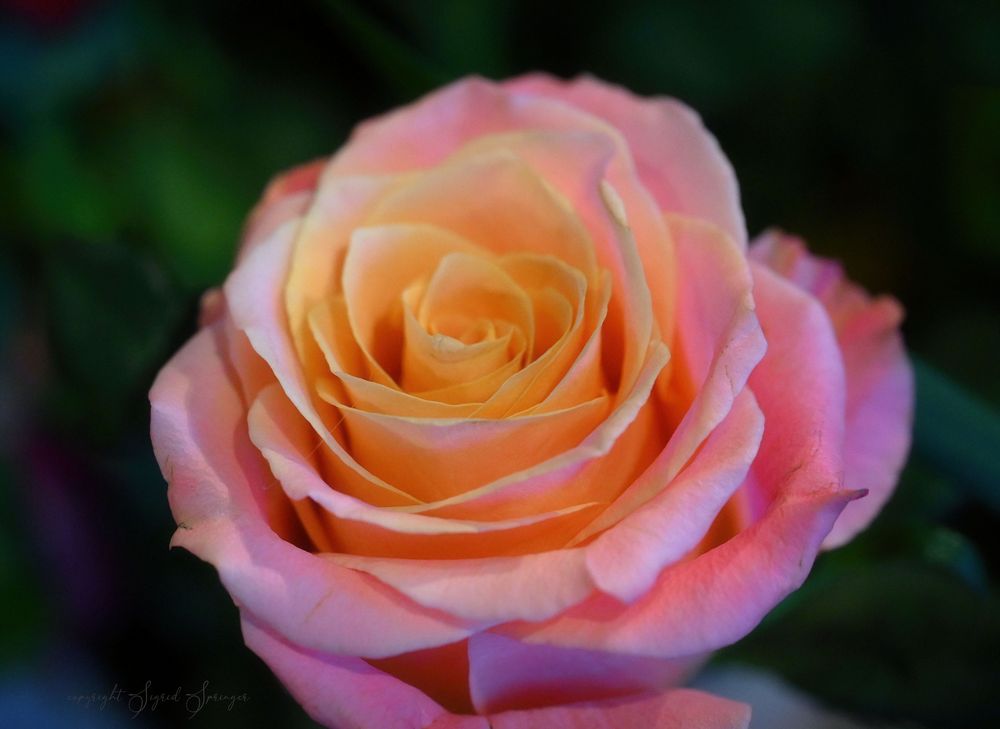 rosa Miss Piggy Foto & Bild | europe, benelux, pflanzen, pilze ...