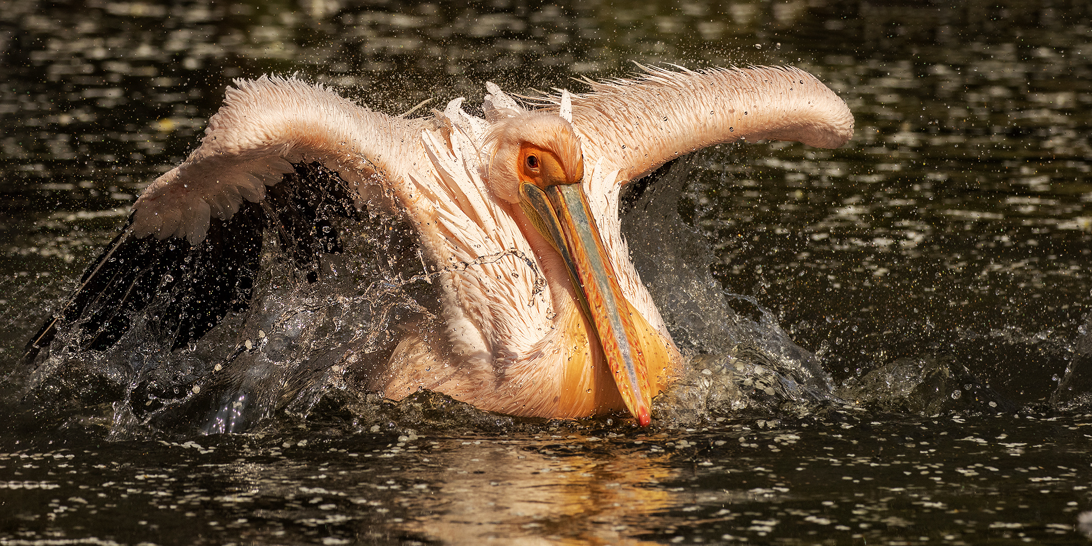 Rosa Pelikan 003 Foto & Bild | landschaft, jahreszeiten, lebensräume ...