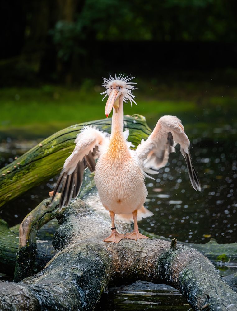 Rosa Pelikan Foto & Bild | tiere, zoo, wildpark & falknerei, fotos ...