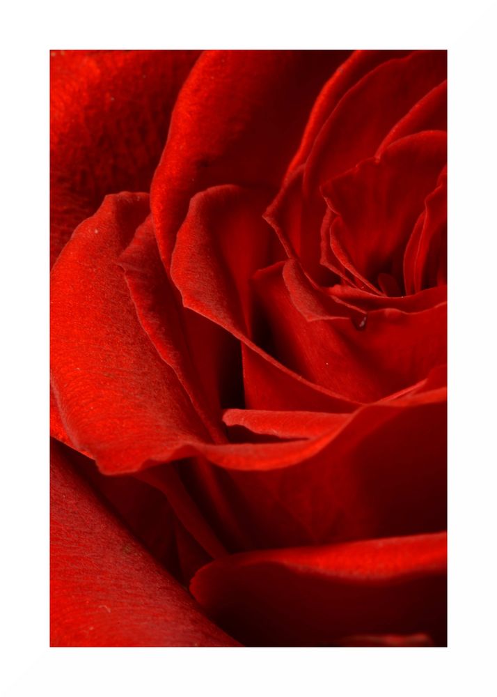 Rosa rosae Foto % Immagini| natura, piante, fiori e funghi Foto su ...