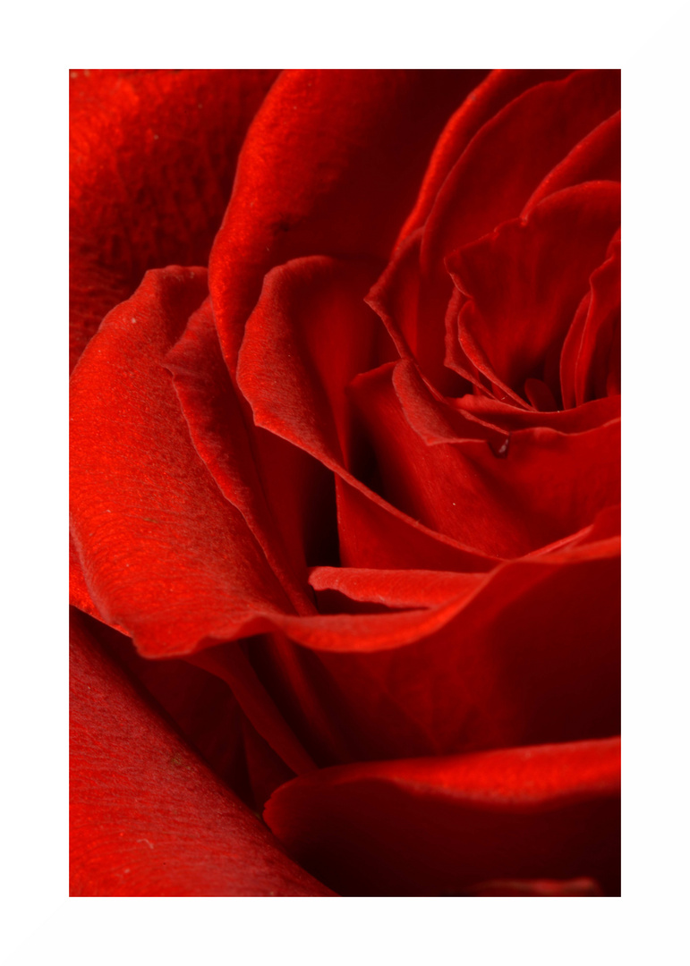 Rosa rosae Foto % Immagini| natura, piante, fiori e funghi Foto su ...