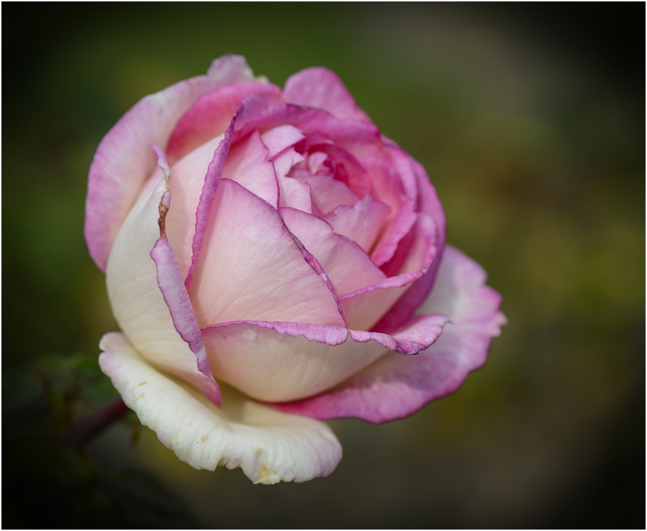 Rosa Rose Foto & Bild | natur, blume, blumen Bilder auf fotocommunity