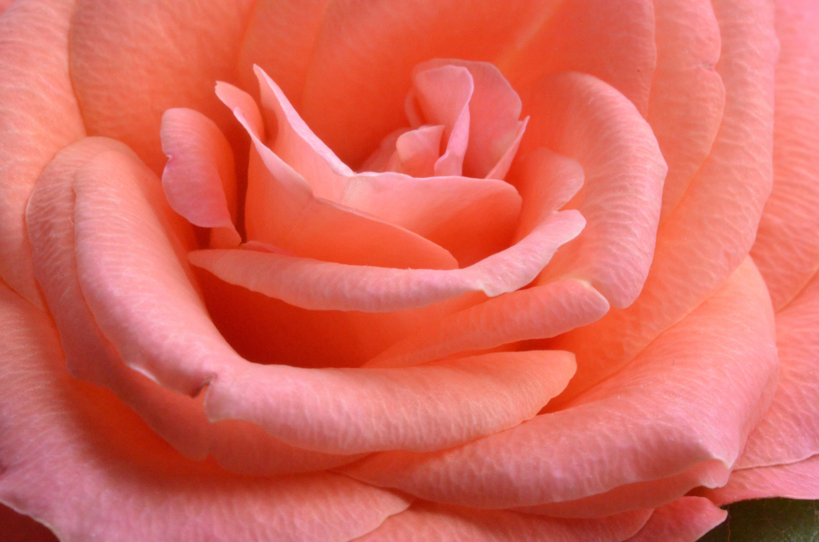 rosa Rose ganz nah Foto & Bild | pflanzen, pilze & flechten, blüten ...