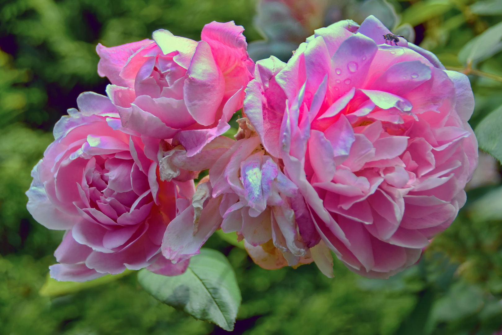 Rosa Rosen Foto & Bild | spezial, makro, natur Bilder auf fotocommunity