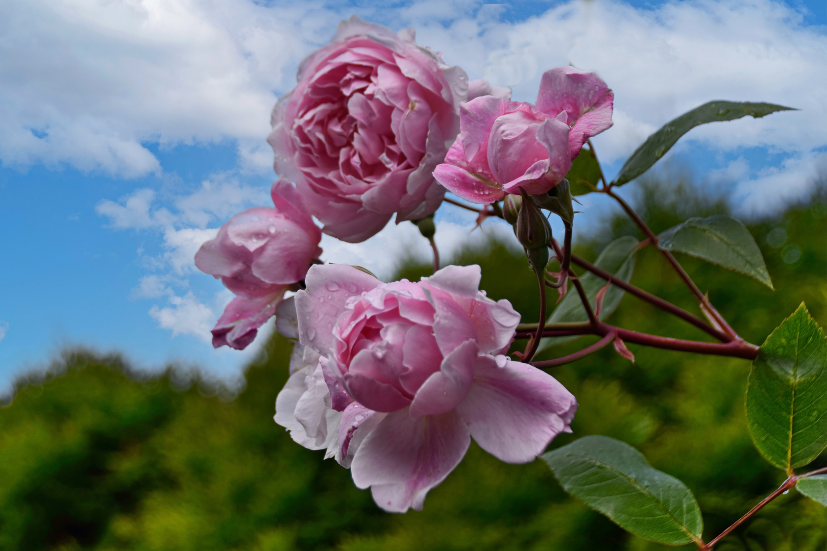 Rosa Rosen Foto & Bild | sommer, makro, natur Bilder auf fotocommunity