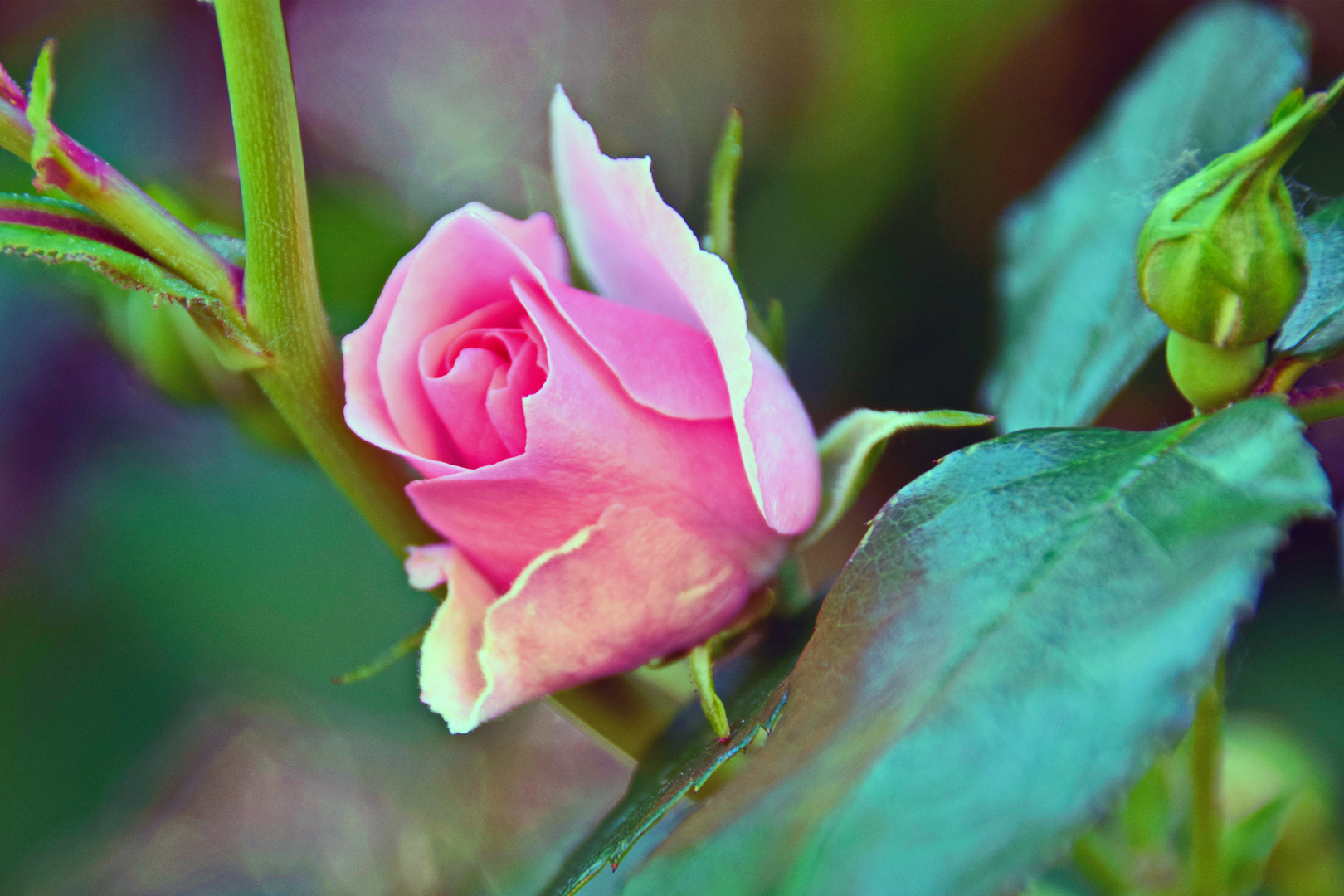 Rosa Rosen Foto & Bild | makro, natur, nahaufnahme Bilder auf fotocommunity