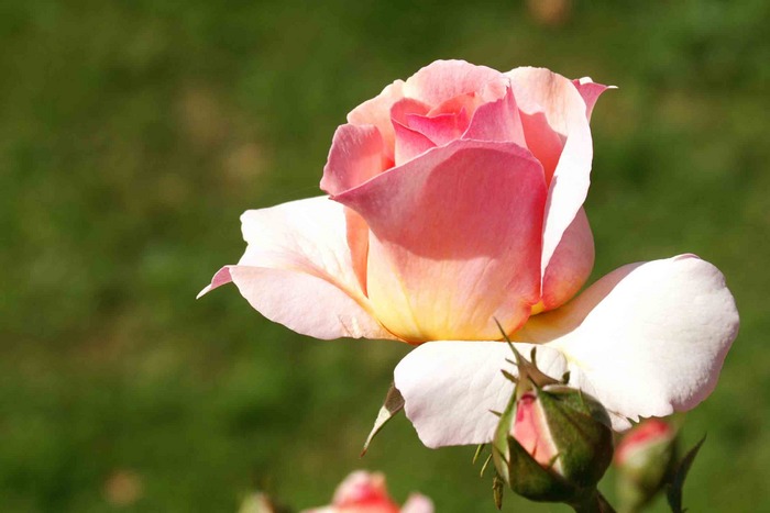 Rosa Rosen... Foto & Bild | pflanzen, pilze & flechten, blüten ...