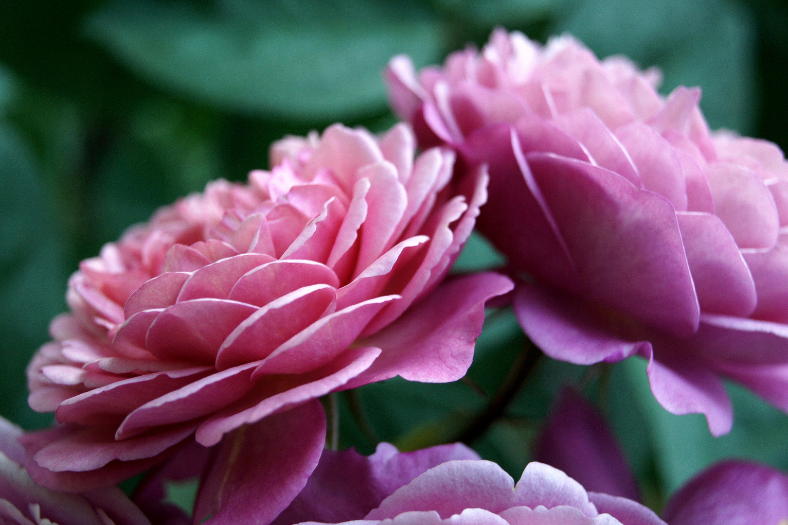 Rosa Rosen Foto & Bild | anfängerecke - nachgefragt, nachgefragt ...