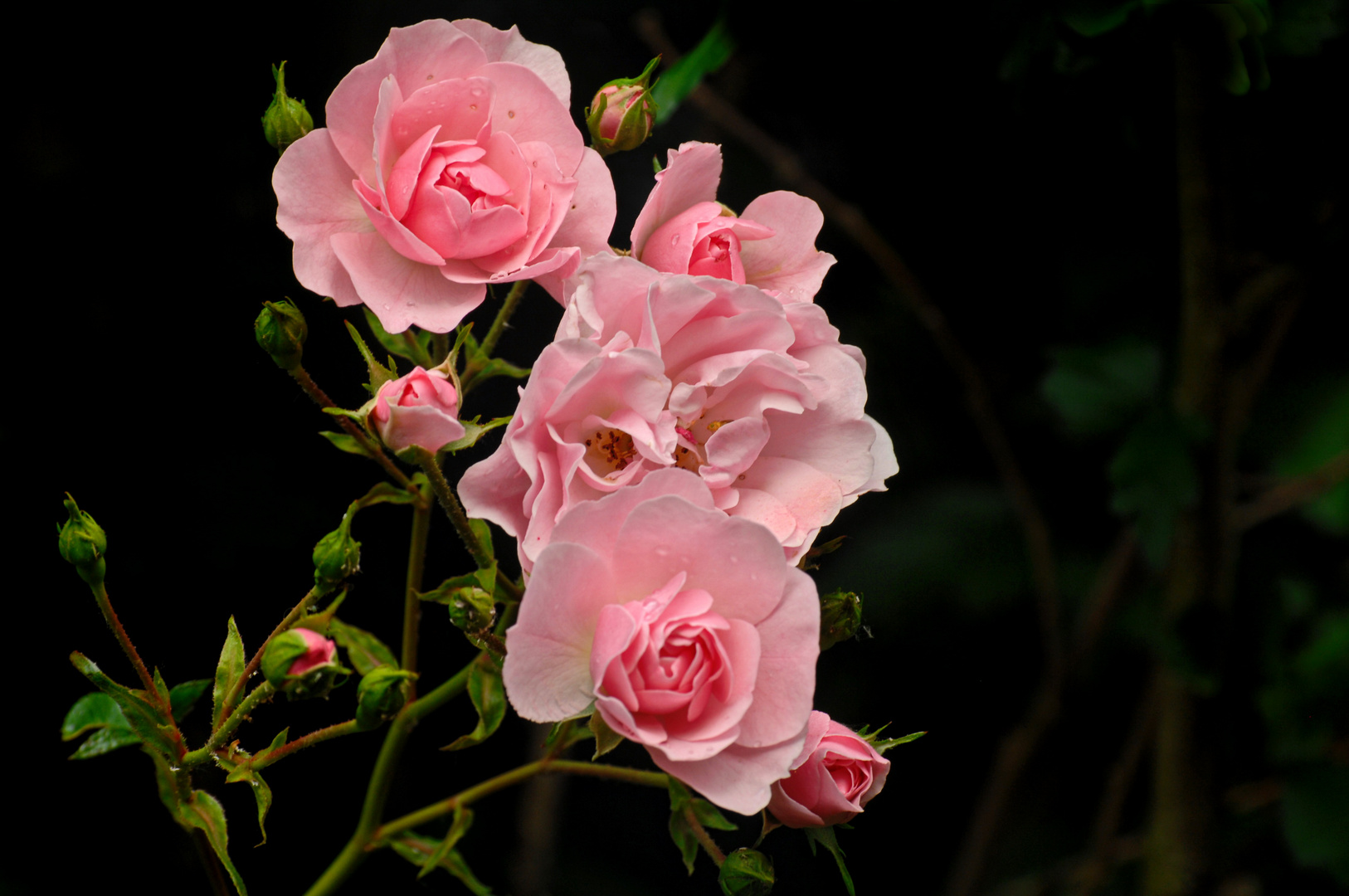 Rosa Rosen Foto & Bild | outdoor, makro, natur Bilder auf fotocommunity