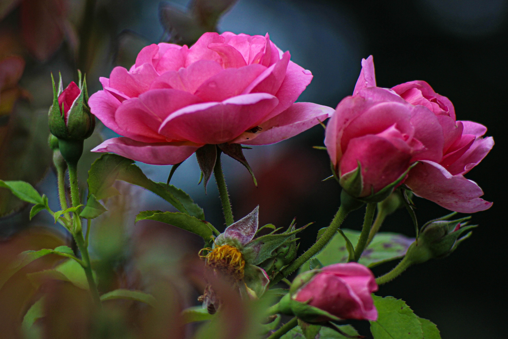 Rosa Rosen ... Foto & Bild | spezial, natur, blumen Bilder auf ...
