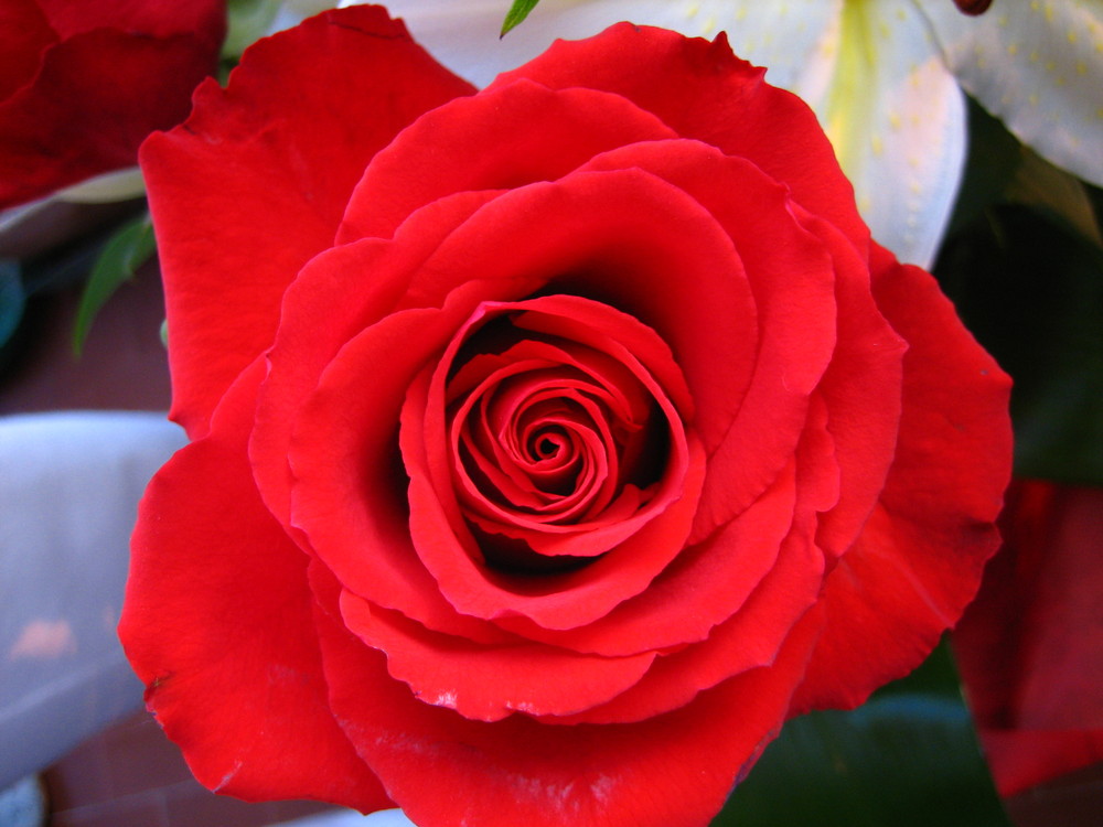 rosa rossa Foto % Immagini| macro e close up, macro fiori e piante ... rosa rossa Foto % Immagini| macro e close up, macro fiori e piante ...