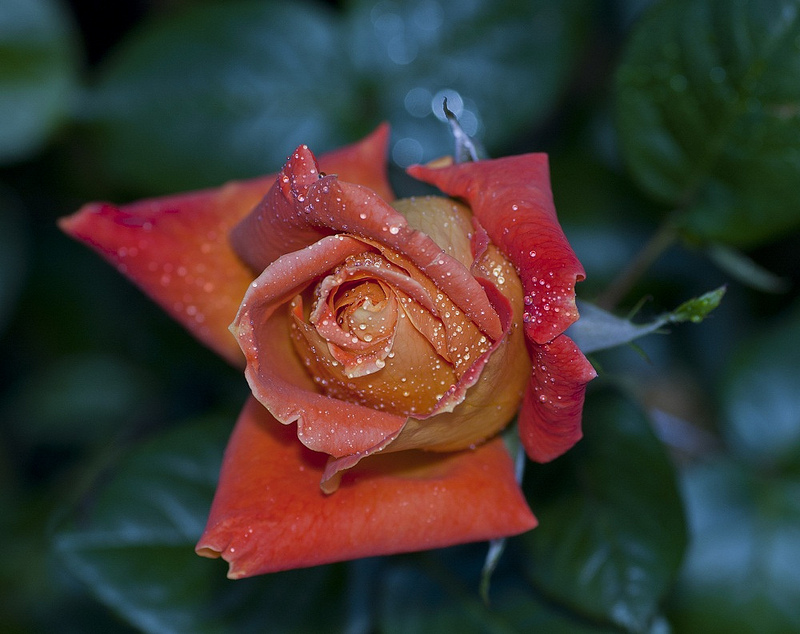 Rosa rossa Foto % Immagini| macro e close up, macro fiori e piante ... Rosa rossa Foto % Immagini| macro e close up, macro fiori e piante ...